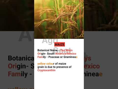 Botanical name of Maize and origin #agriculture #short