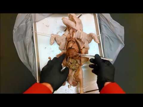 Fetal pig digestive structures