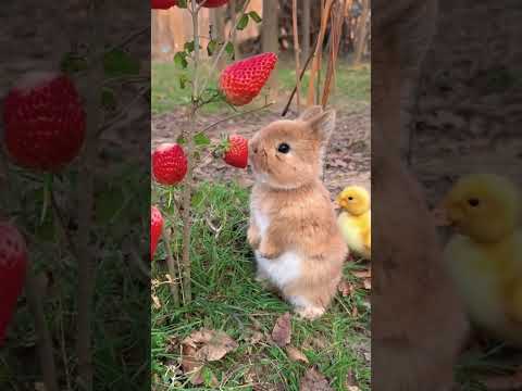 Amazing Animal Growth Journey #animals #funny #cute