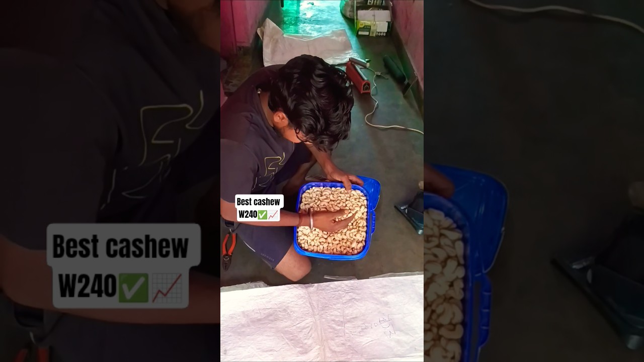 Best quality of cashew W240✅📈