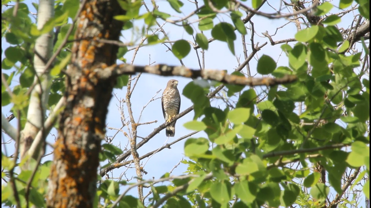 Broad-winged Hawk Calling