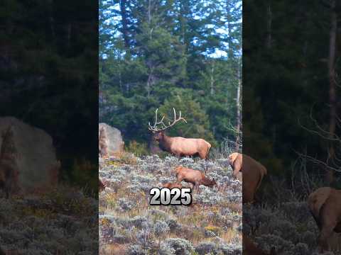 2025 Colorado will restrict out-of-state archery elk tags to nonresidents!🏹 #colorado #hunting