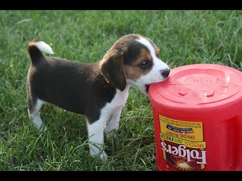 Folgers Coffee - Folgers Instant Coffee Sample