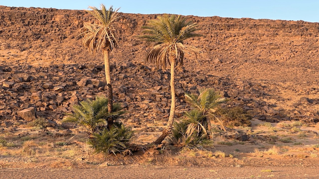 Roots in the Sand: How Date Palms Sustain Life in the Desert