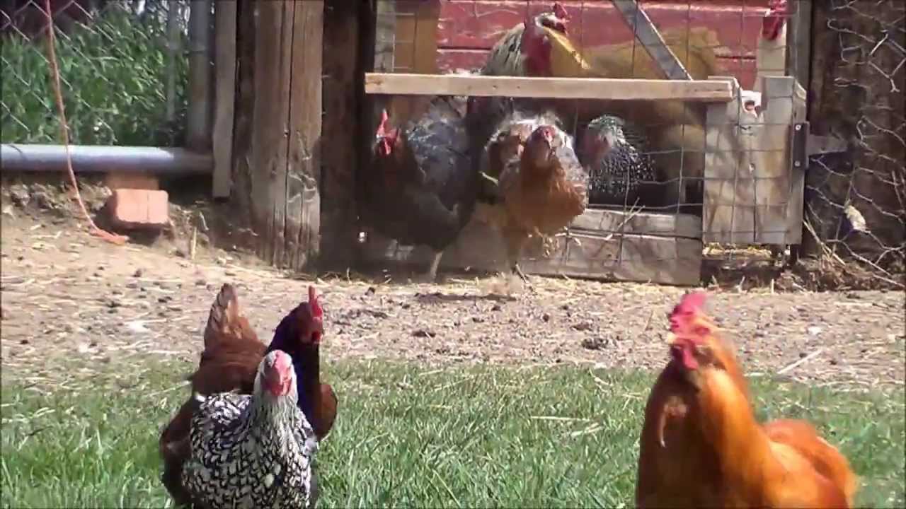 Funny Running Chickens!