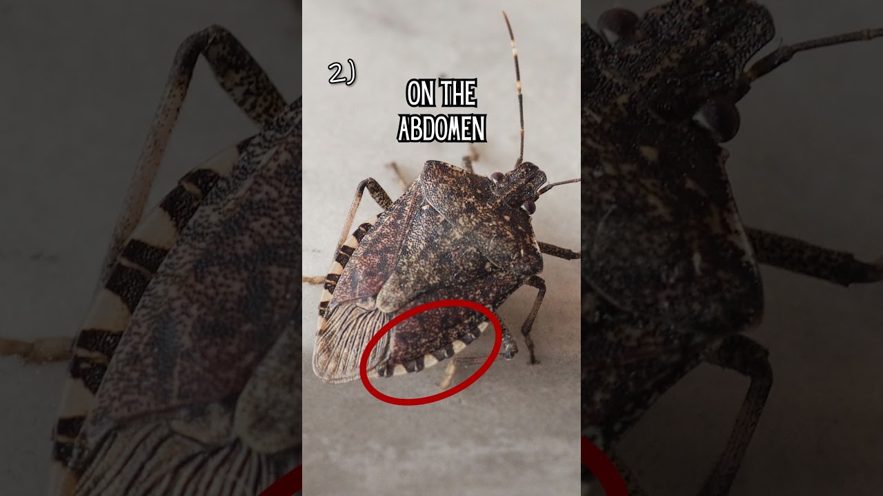 Here's What Those Funky Looking Stink Bugs in Your House Are  #michigan #bug #invasivespecies