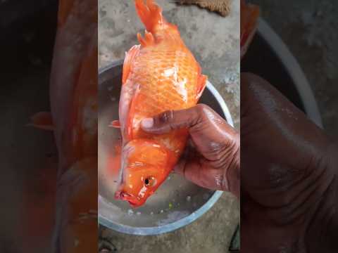 வலையில் மாட்டிய கலர் மீன்கள் (catching colour fishes) #goldfish #fish #fishing #shortsfeed #shorts