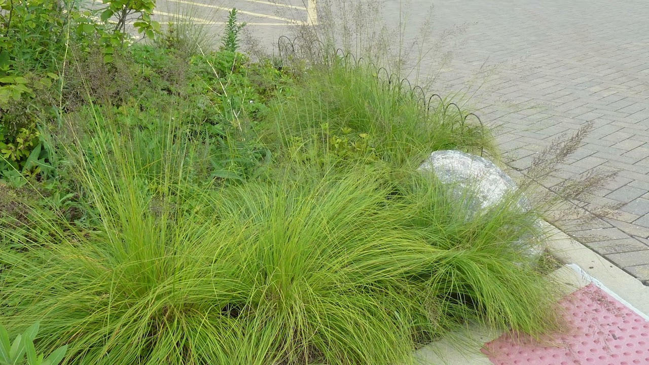 Prairie Dropseed Plant Profile