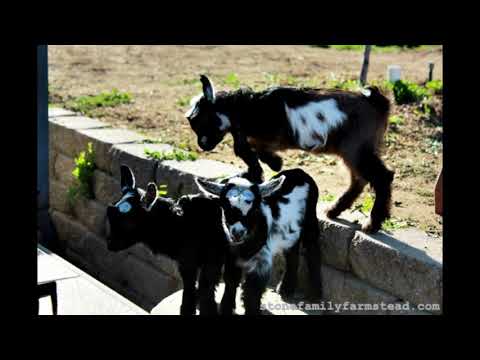 2018 Nigerian Dwarf Reserve Video - Stone Family Farmstead