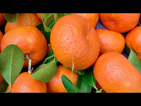 Mandarin orange fruit tree - kind of neglected and never fertilized- Florida #orange #citrus
