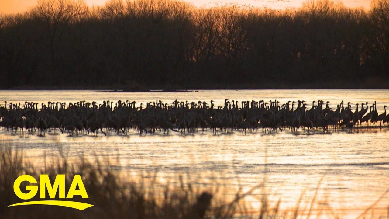 Visiting the extraordinary sandhill cranes habitat in Nebraska | GMA
