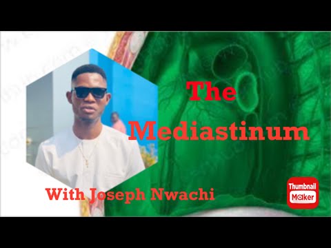 The Mediastinum | Joen Academy