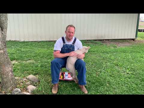 Lamb Vitamin B Injection