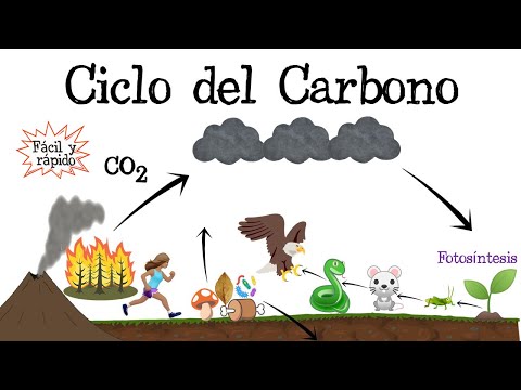 ♻️ Ciclo del Carbono ⚫️ [Fácil y Rápido] | BIOLOGÍA |