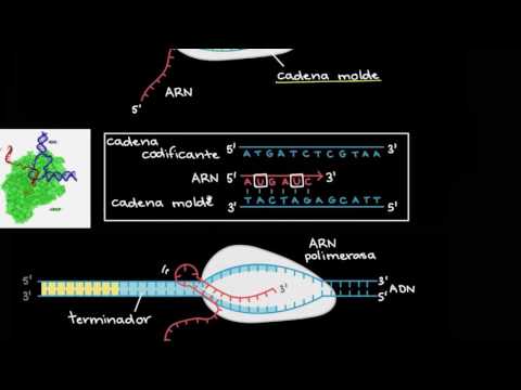 Transcripción y procesamiento del ARNm (video) | Khan Academy