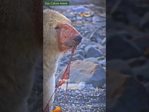 Polar Bears Don't Bluff: Why Lying Down Could Be Fatal!