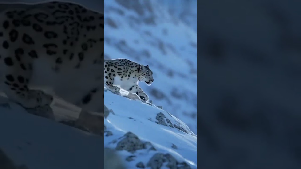 Top 5 Animals With Extreme Camouflage – Nature’s Hidden Masters!