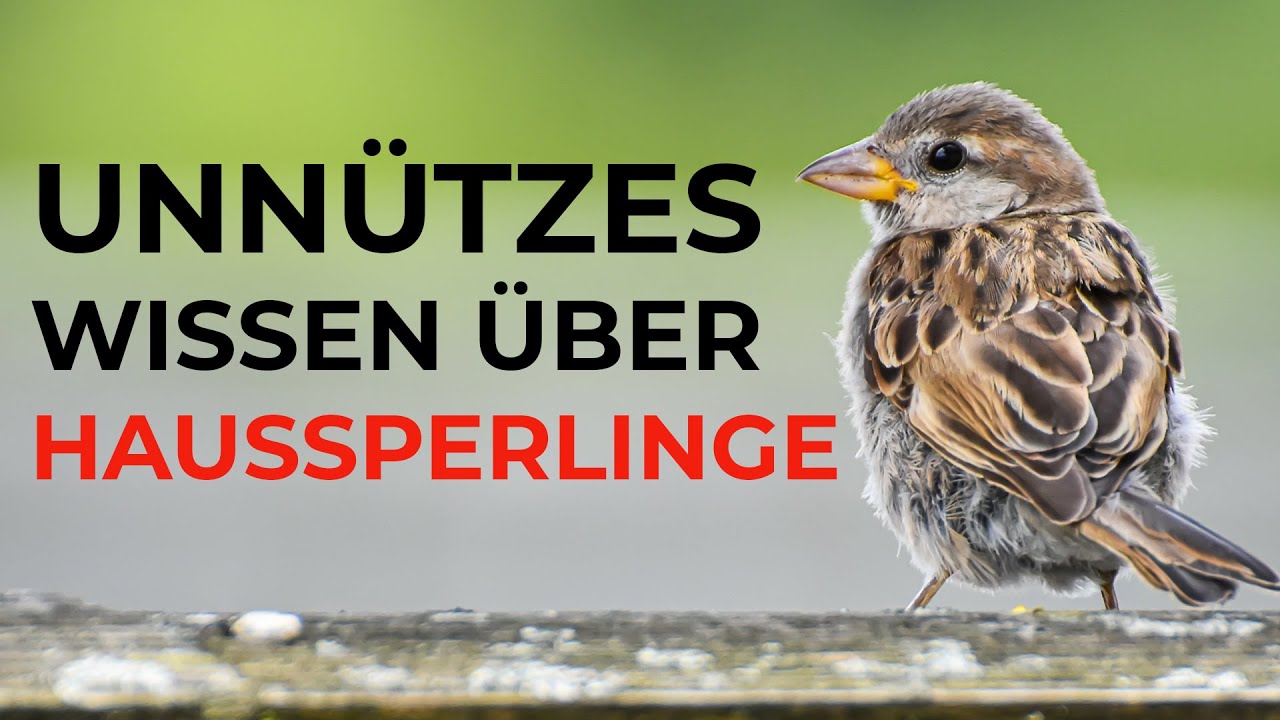 Unnützes Wissen über Haussperlinge