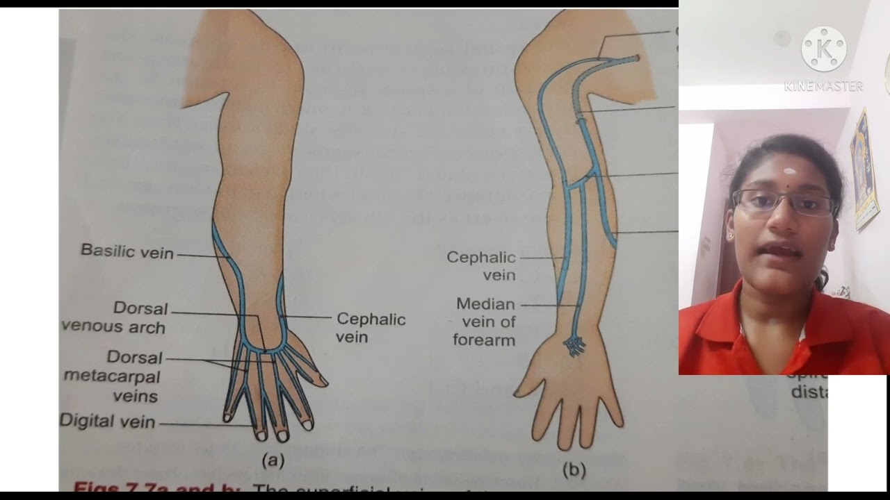 Cephalic Vein | Introduction | Origin | Course | Termination |
