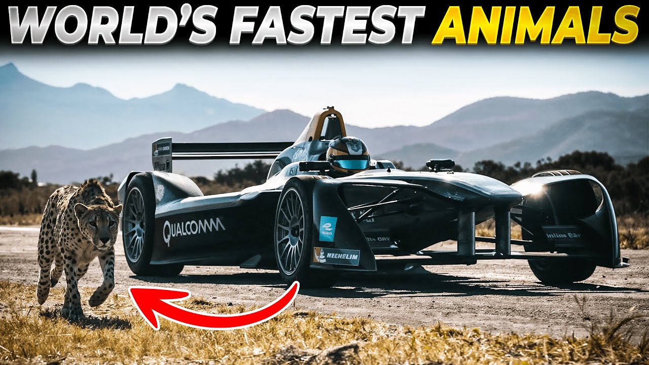15 Fastest Animals In The World