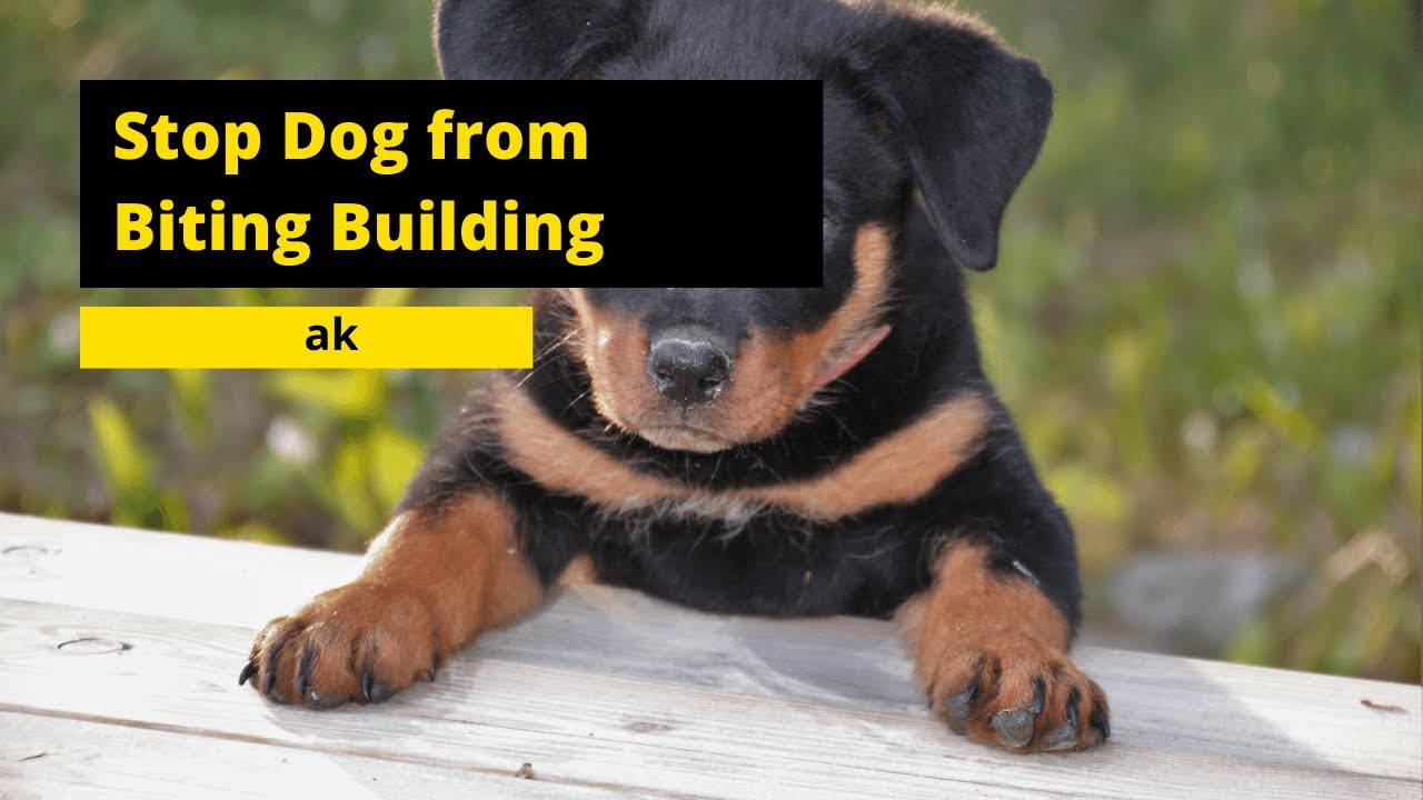 Puppy Training 101 No More Biting! 2024 🐶FREE PDF📕 IN BIO