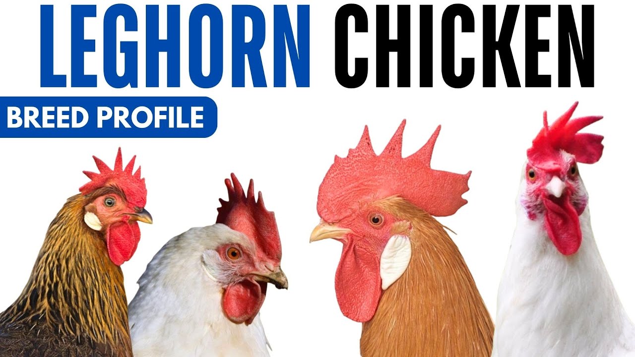 Leghorn Chicken  Breed Profile History Health Issues - Leghorn Chicken Egg Ratio Lifespan