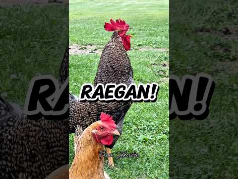 Raegan!, Ooooh Raegan!, Raaeegaann!#raegan #chickens #hens #roosters #nameyellingchicken #illinois