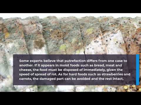 Expert opinion on bread mold and others