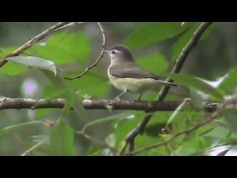 Warbling Vireo