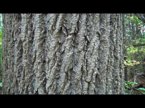 The Birch and the Poplar Trees