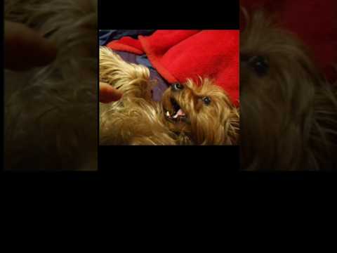 Tucking in a Yorkie #funnydogs #gizmo #yorkshireterrier #love