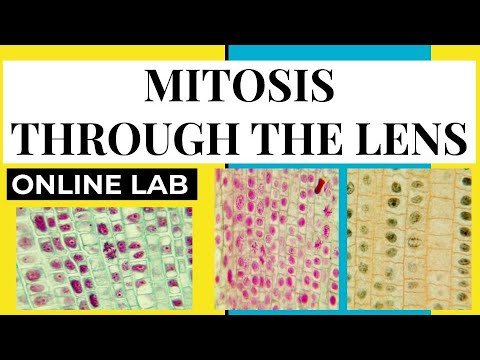 CELL DIVISION THROUGH THE LENS | USING MICROSCOPE TO SEE MITOSIS | ONLINE LAB | CELL DIVISION