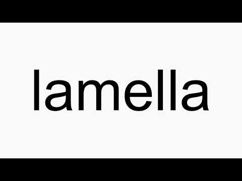 How to pronounce lamella