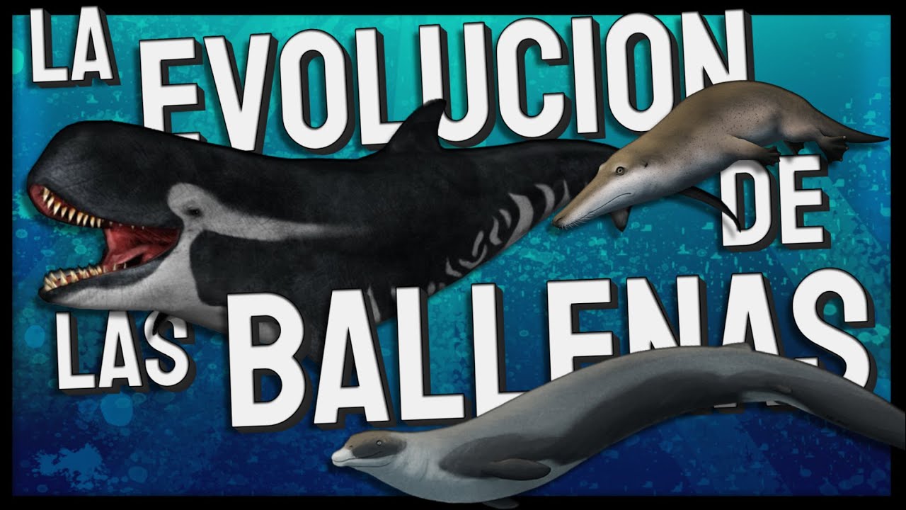 La Sorprendente Evolucion de las Ballenas y otros Cetáceos!!! 🐋