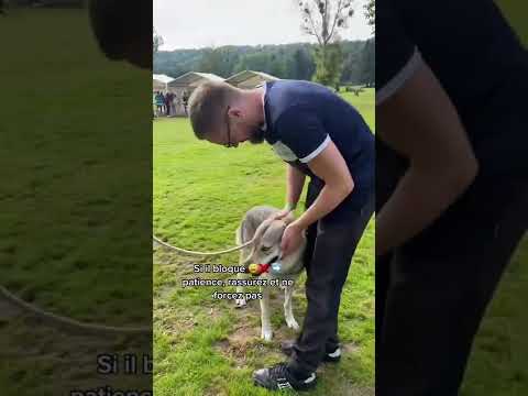 Le chien loup tchécoslovaque #chien #educationcanine #animaux