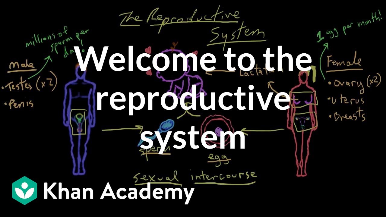 Welcome to the reproductive system | Reproductive system physiology | NCLEX-RN | Khan Academy