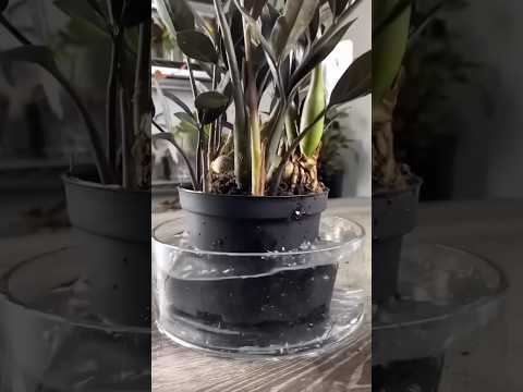 Tip to Help You with Your ZZ Plant - Zamioculcas Zamiifolia