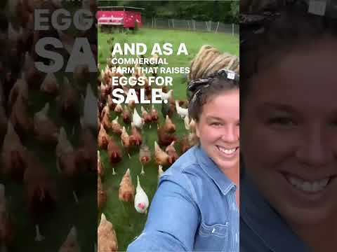 How Long Will Chickens Lay Eggs For? Here’s How We Manage Hens Aging On Our Commercial Farm!