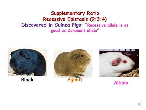 Dominant & Recessive Epistasis #genetics #biology #Conceptsofgenetics