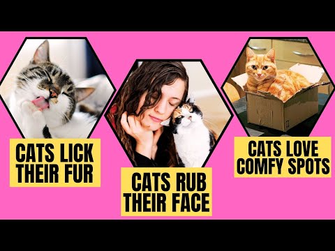 Why Do Cats Do Such Weird Things? The Truth Will Surprise You!