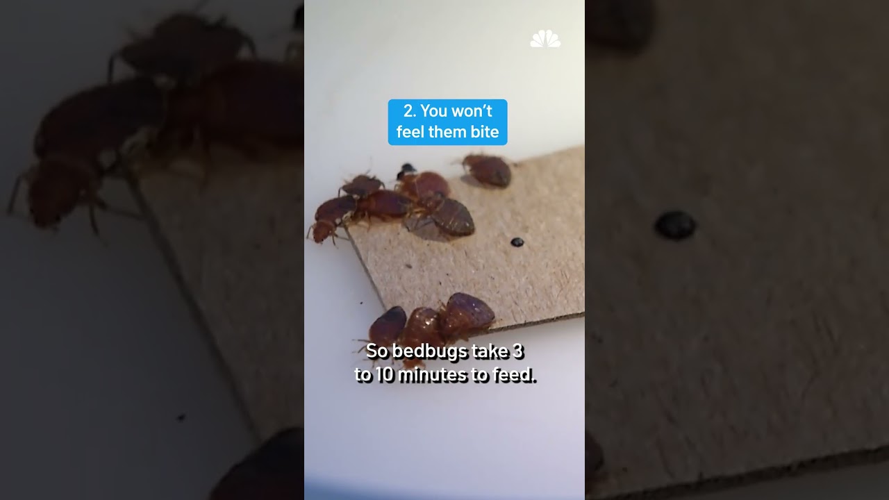 ‘Disturbing': 100K bed bugs believed to be in Mass. condo as infestation spreads