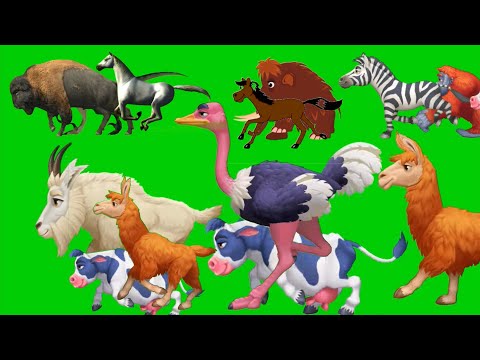 Wild forest carzy green screen animal Crossover | Animal stampede | Cartoon green screen video