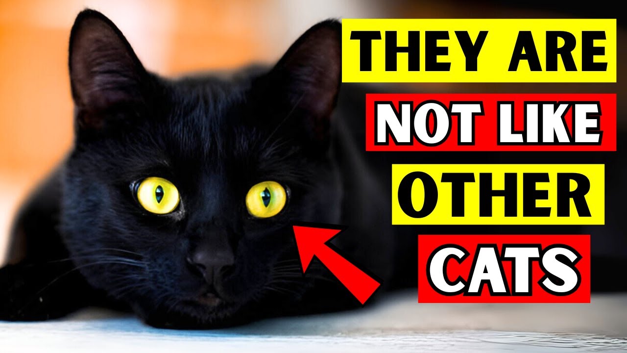 13 UNIQUE FACTS ABOUT BLACK CATS!