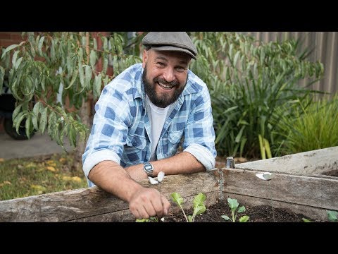 Green Space: How to grow brassica
