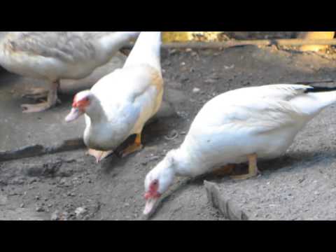 Ducks Mimic Eating Motions | Duckduckbro!