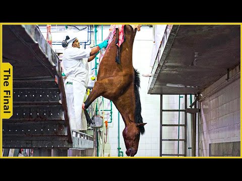 How Chinese Horse Meat Processing Factories Make $35,000,000 Weekly - Horse Meat Processing