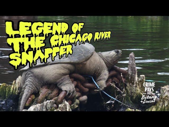 "Ate the last guy who told him about salads": Giant snapping turtle in ...