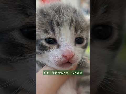 meet our kittens! #fosterkittens #tabby