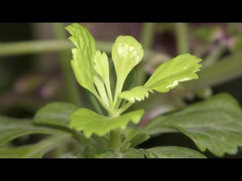 How to Grow Pachysandra in Water