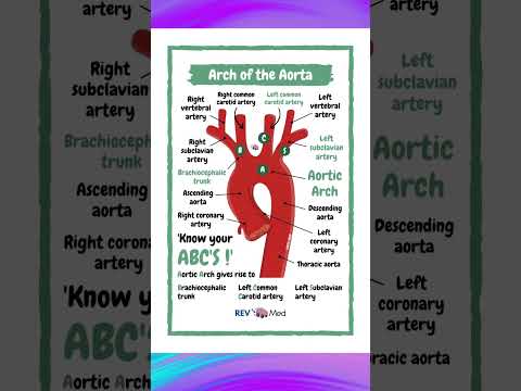 Arch of the Aorta - Anatomy